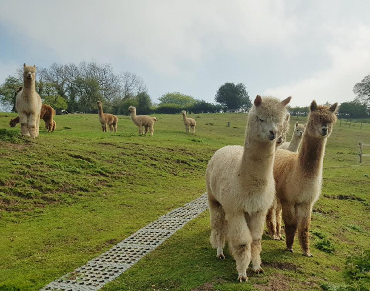 Fusce varius - Aussie Mud Grids
